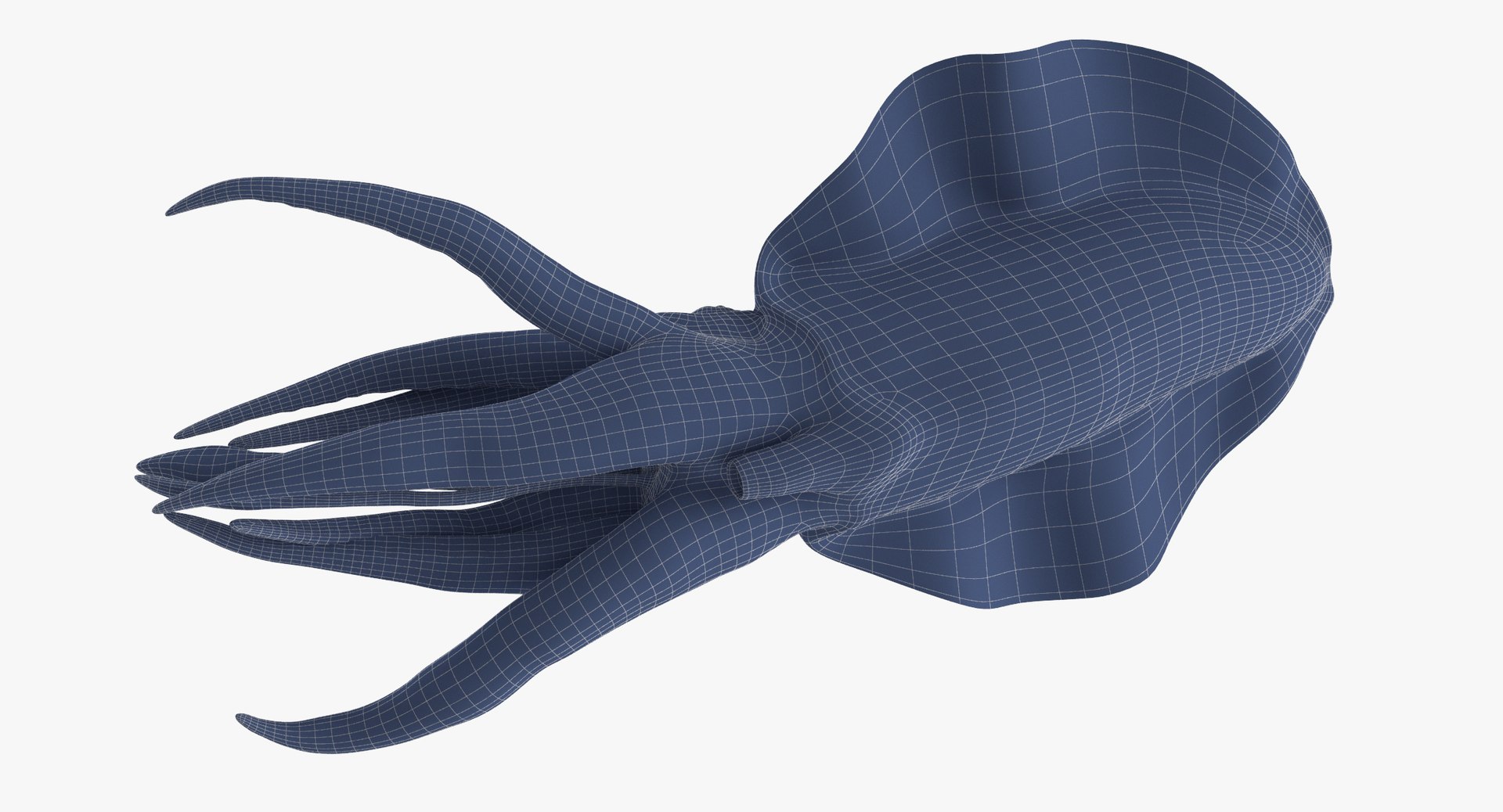 3d squid rigged - model