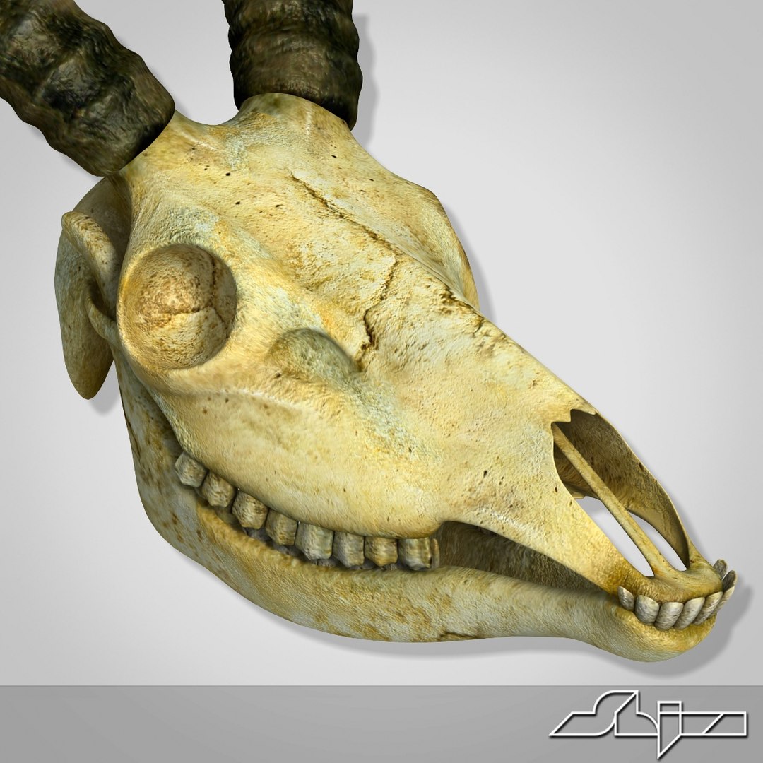 Goat Skull Max