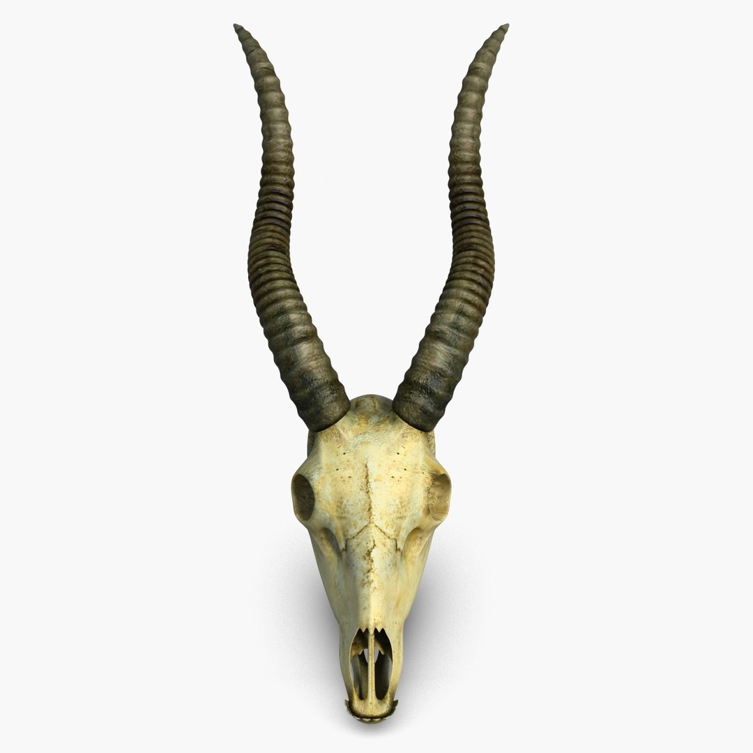 goat skull max