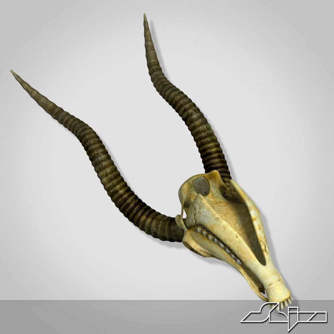 Goat Skull Max