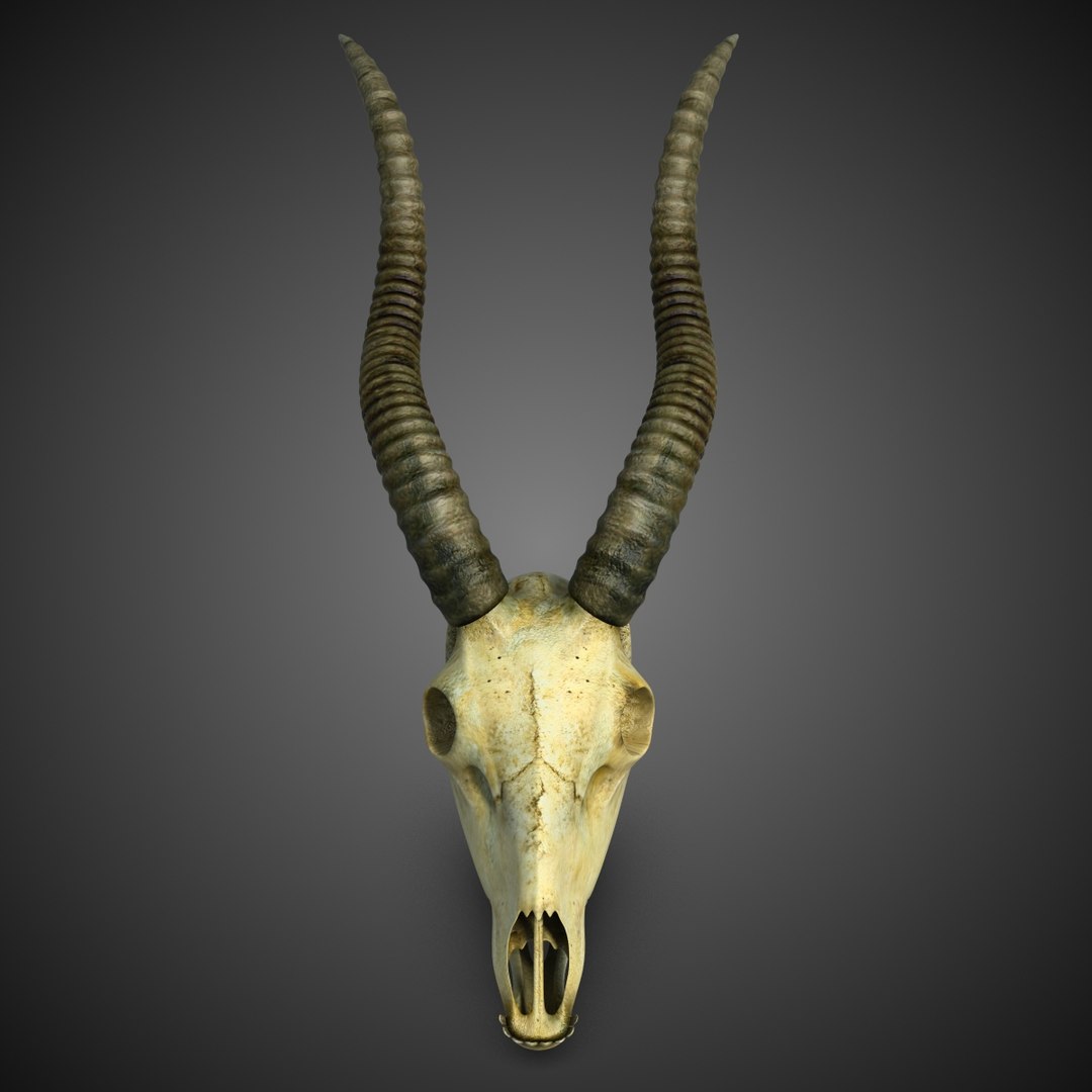 Goat Skull Max