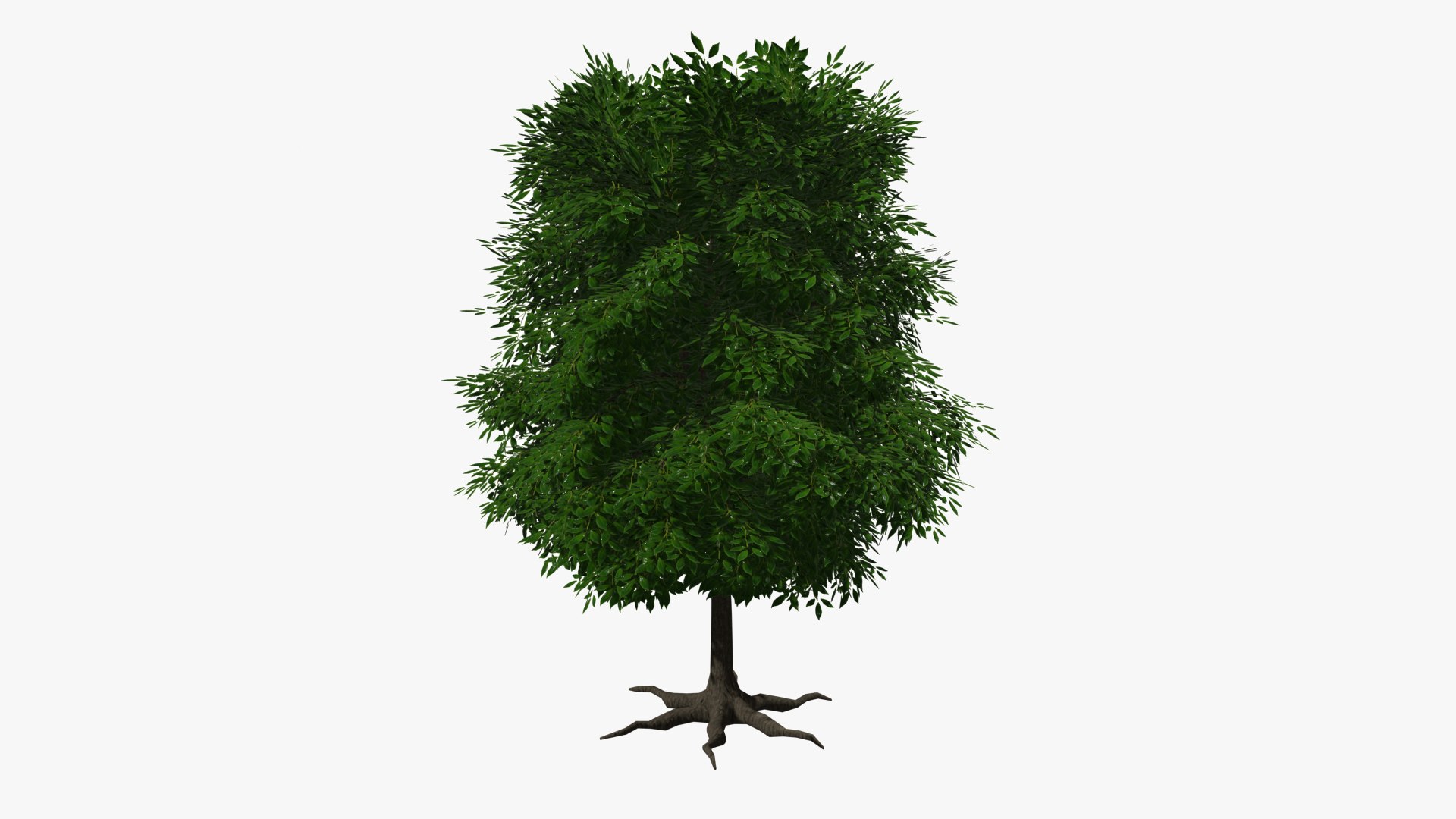 3D Arbol Frezno - TurboSquid 2074825