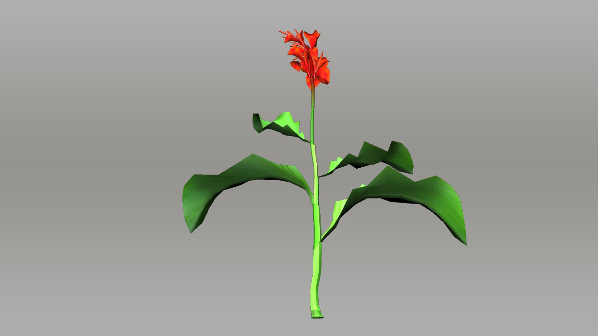 3d model canna indica