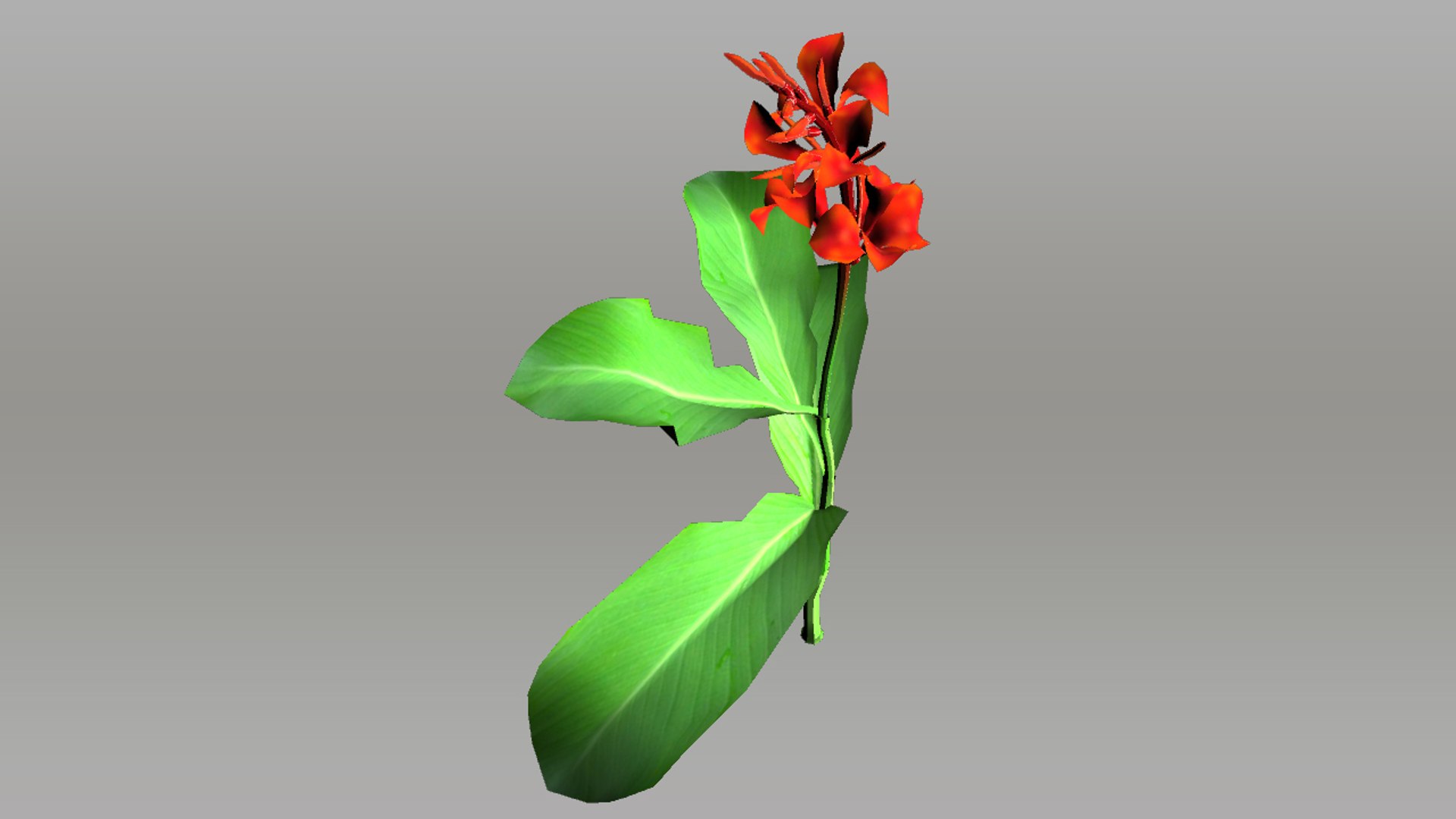 3d model canna indica