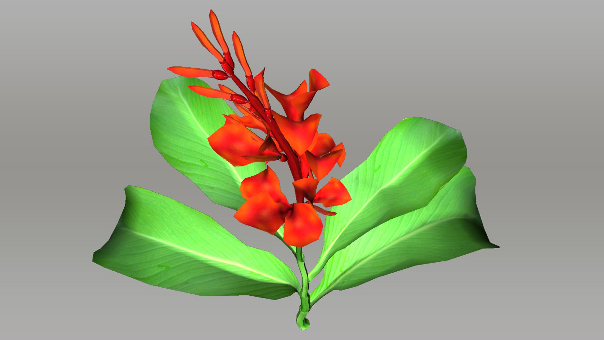 3d model canna indica