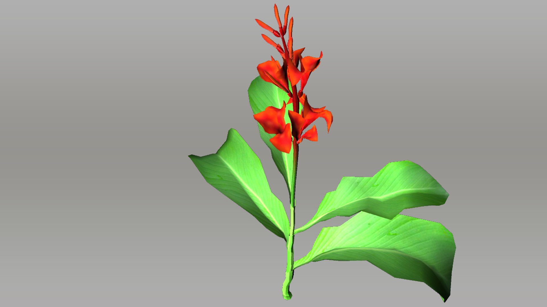 3d model canna indica