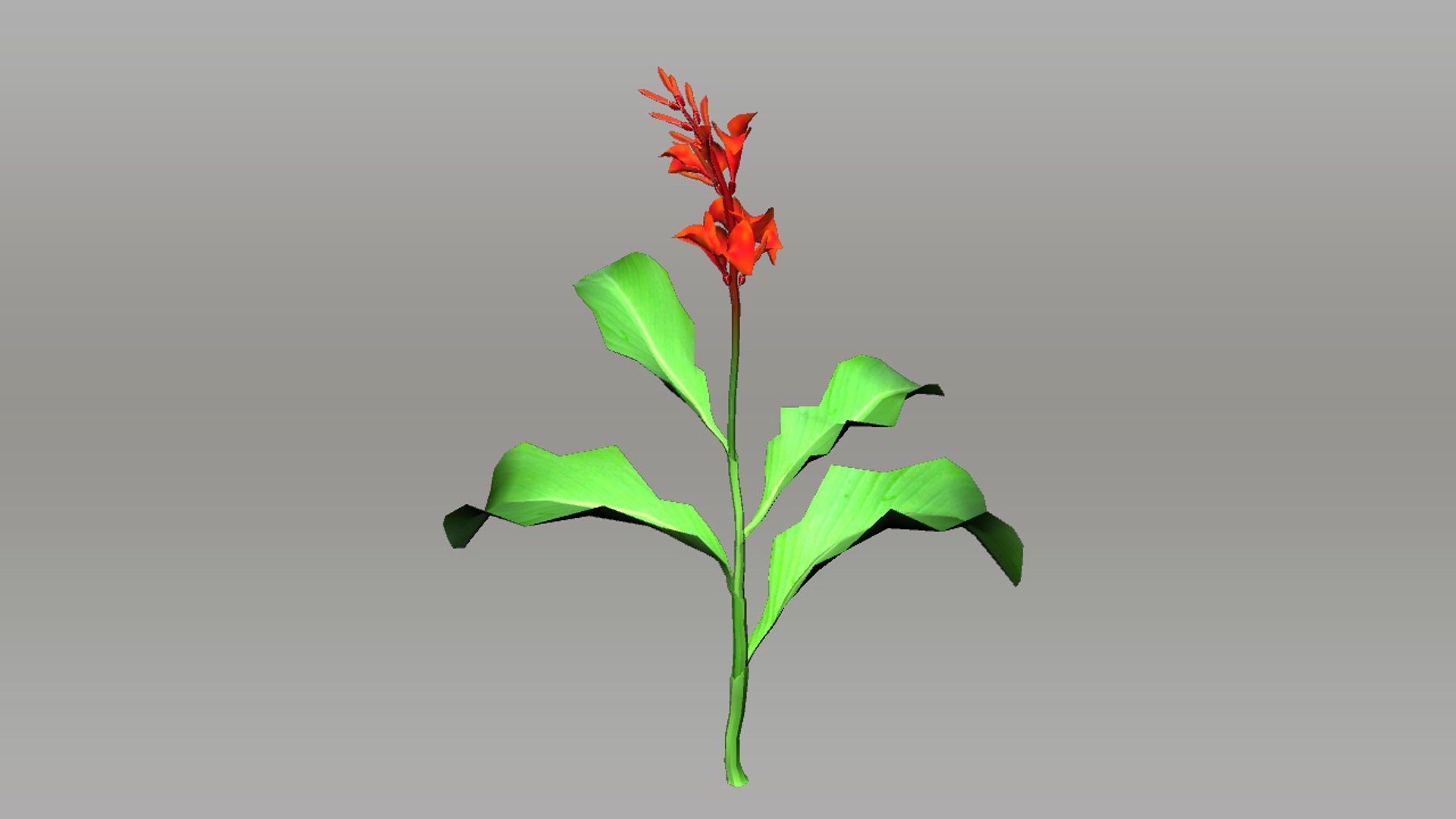 3d model canna indica