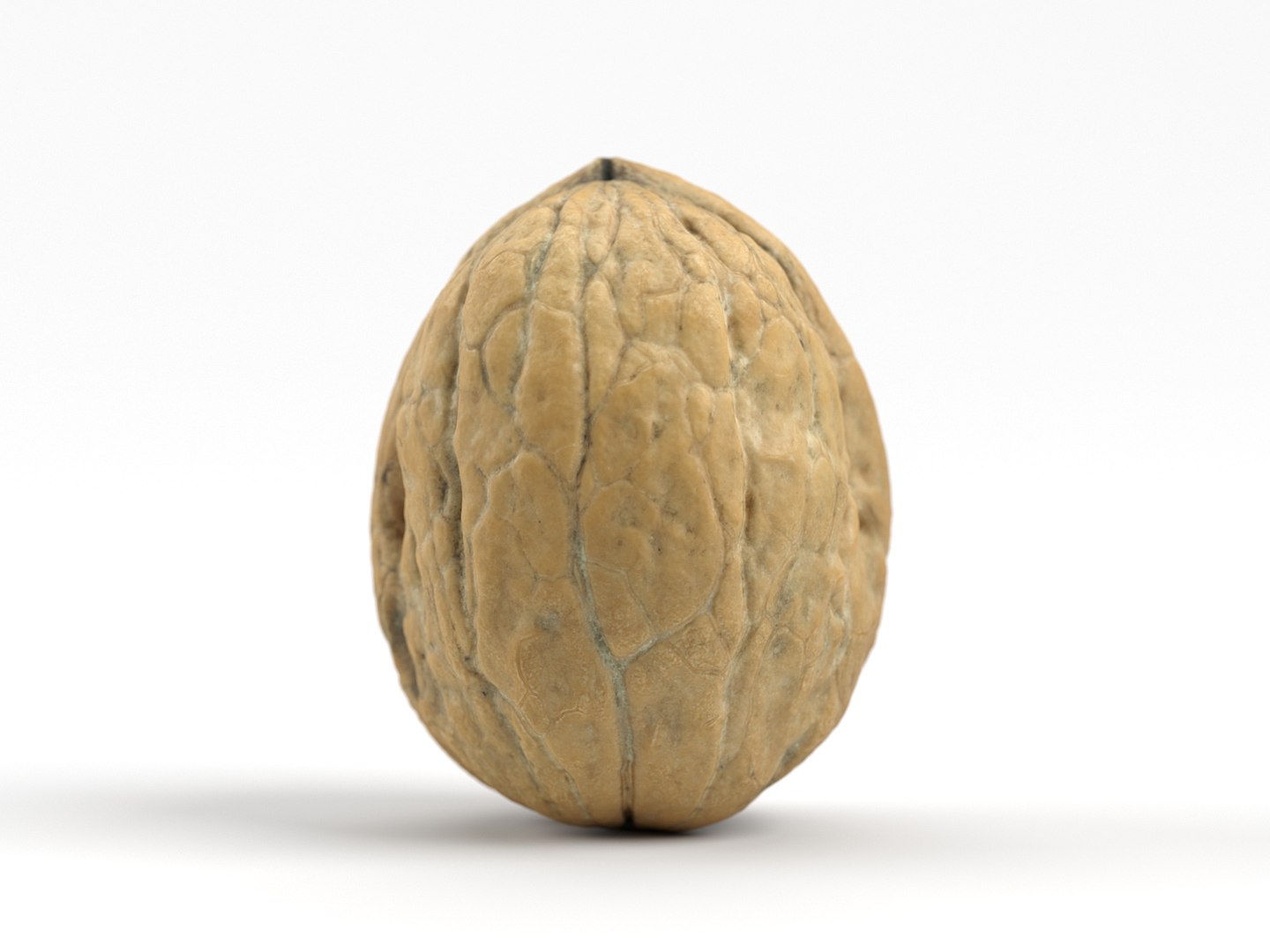 Photorealistic Walnut 3D Model - TurboSquid 1274935
