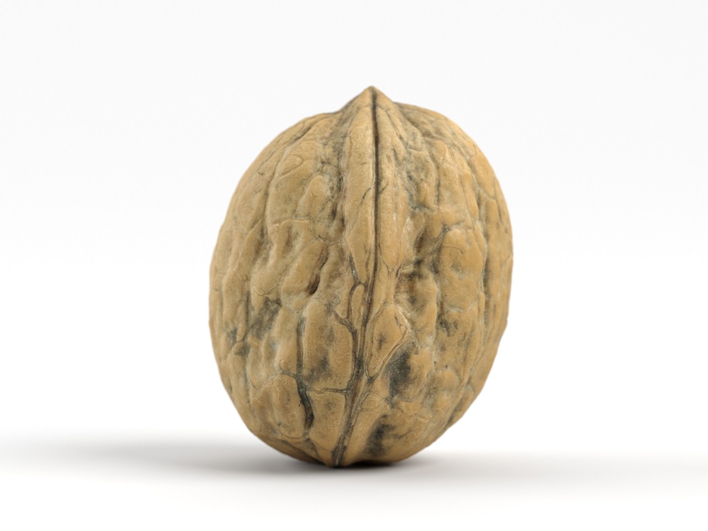 Photorealistic Walnut 3D Model - TurboSquid 1274935