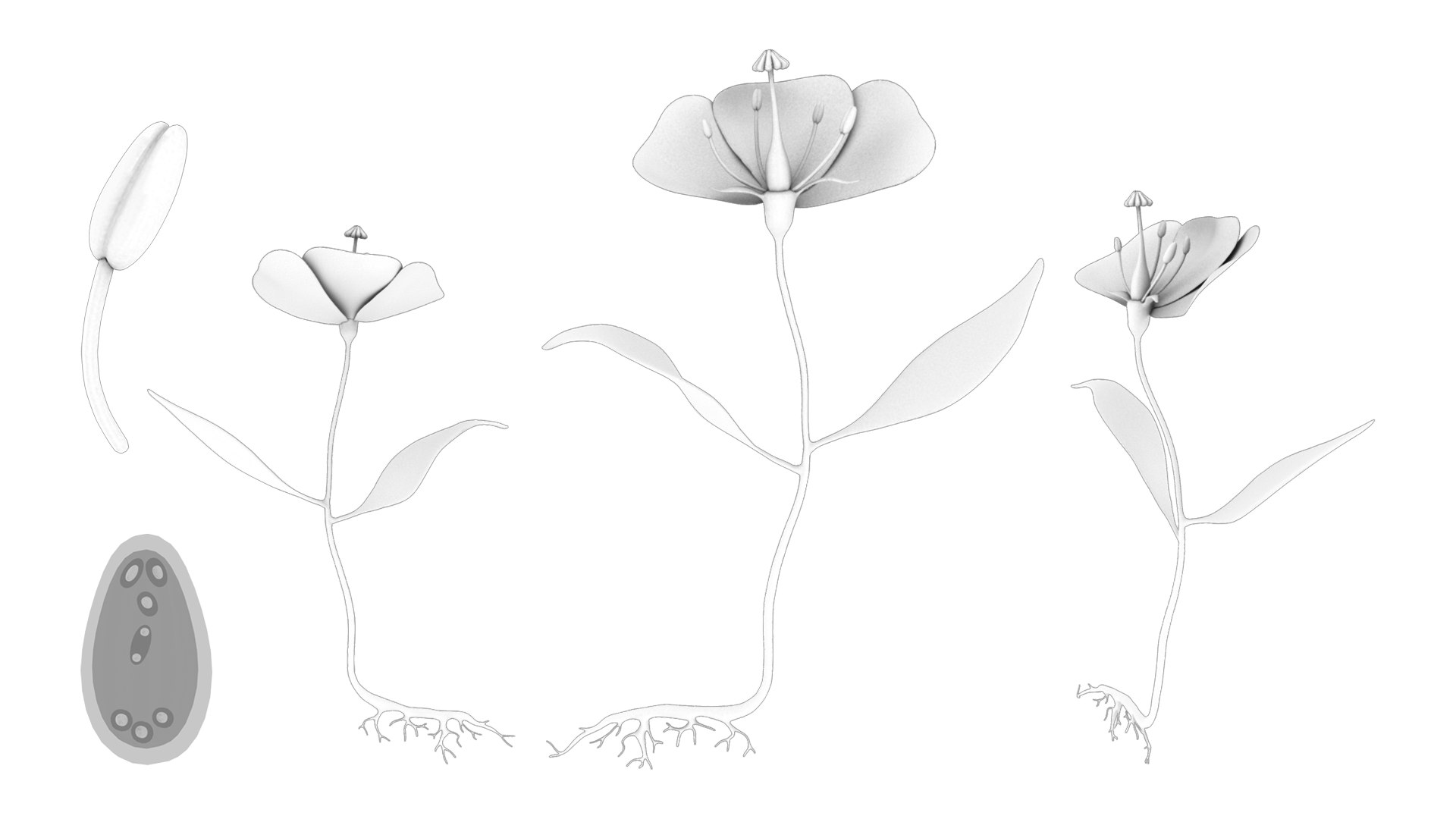 Anatomy Of A Flower 3D Model - TurboSquid 2142387
