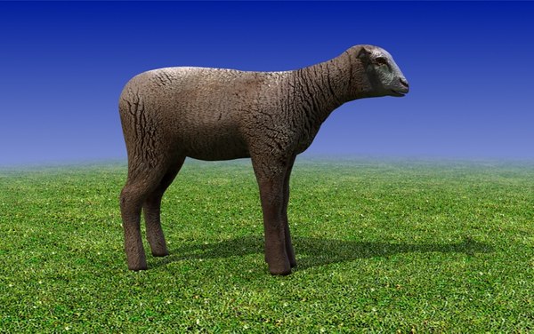 brown calf sheep 3d model