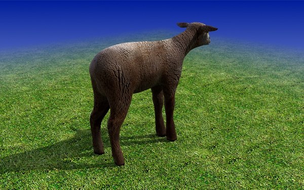 brown calf sheep 3d model