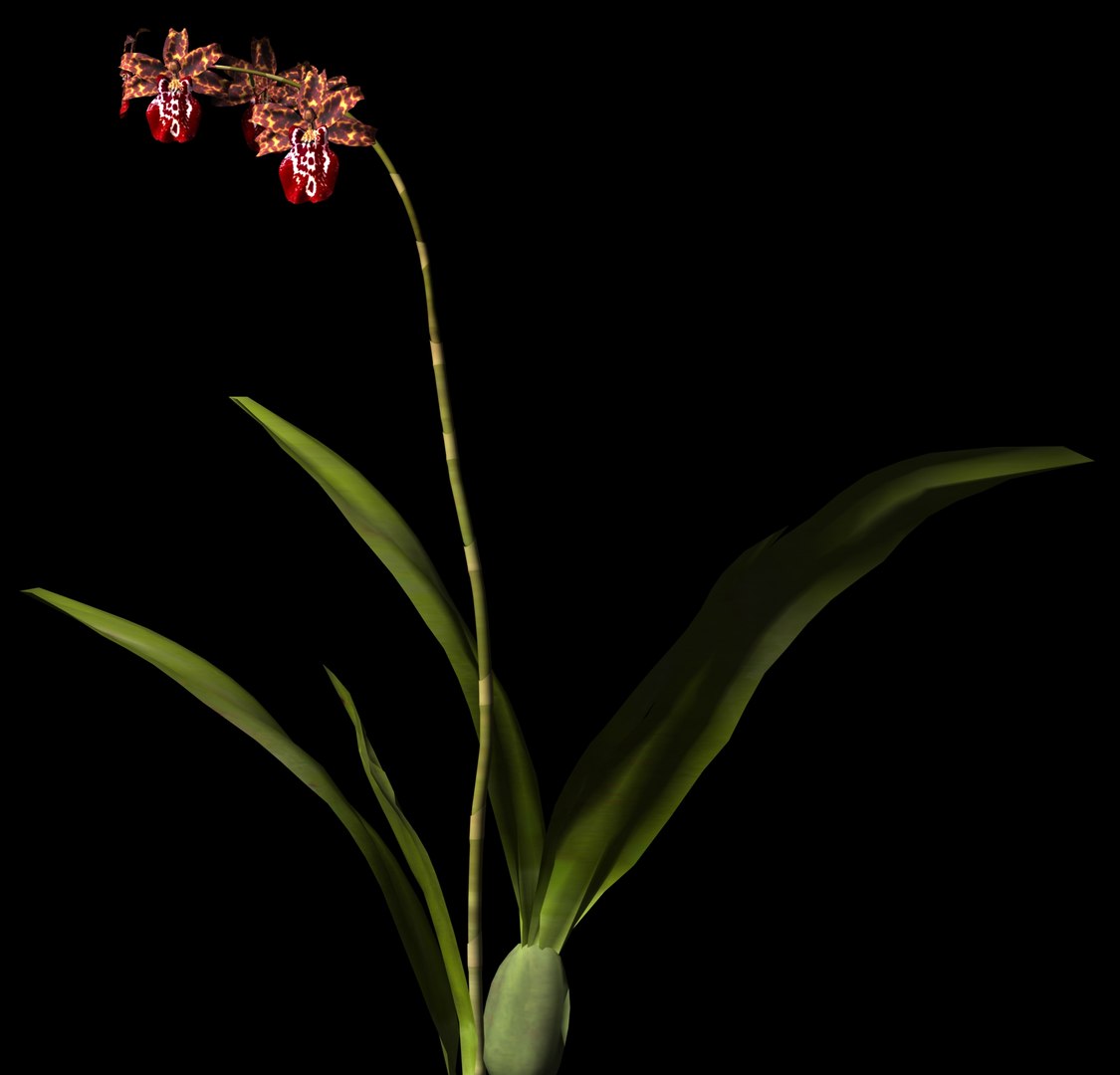 maya flower wildcat orchid