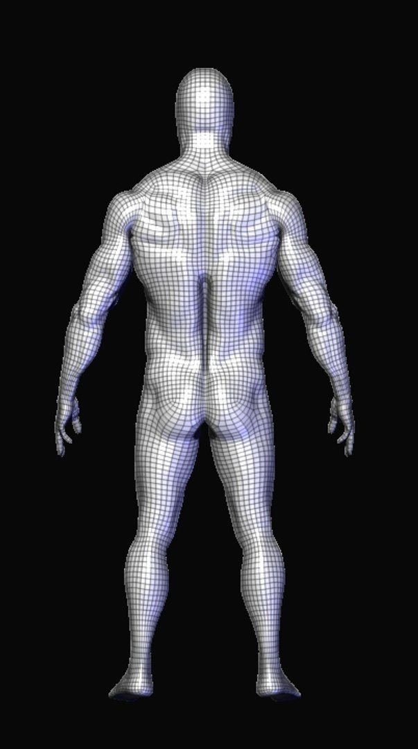Free Anatomy Human Man 3D - TurboSquid 1540948
