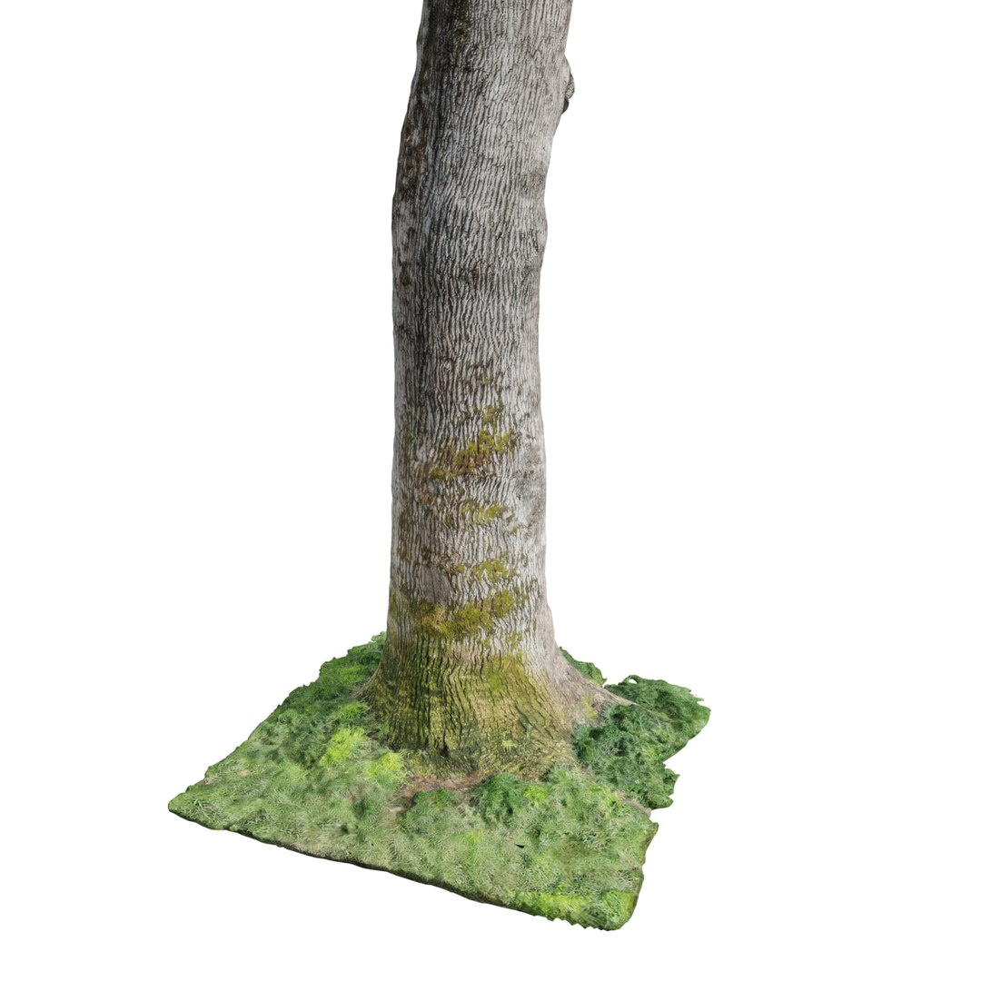 3D Model Photogrammetry Oak Tree - TurboSquid 1270830