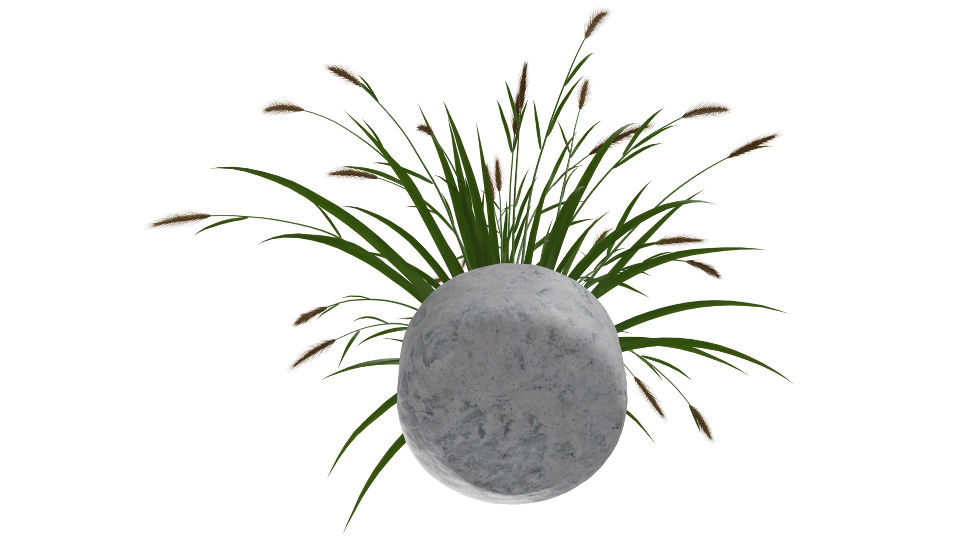 Pampass Flower 3d Turbosquid 2232511
