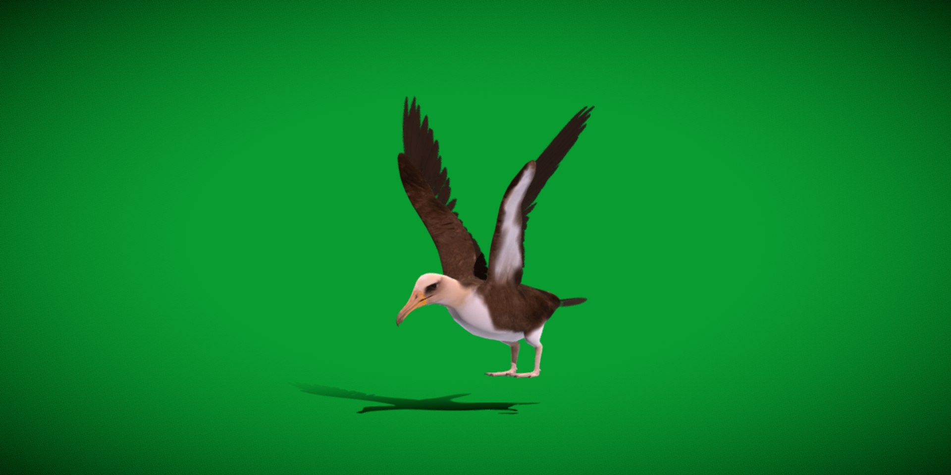 Albatross Seabird 3D Model - TurboSquid 2357222