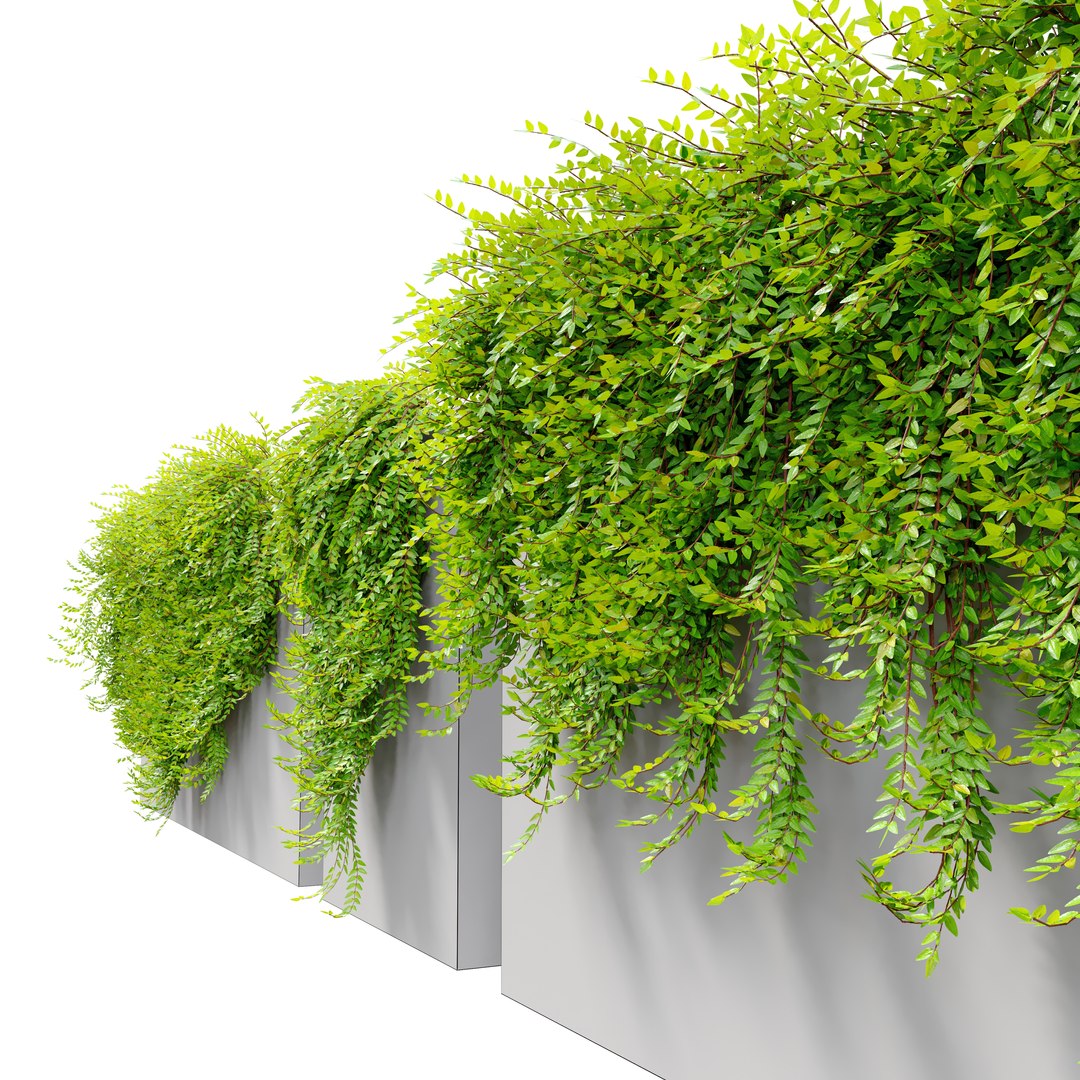 phyllanthus myrtifolius Modelo 3D - TurboSquid 1941397