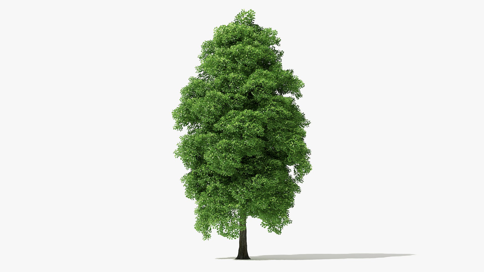 Norway Maple Tree 3D Model - TurboSquid 1478909