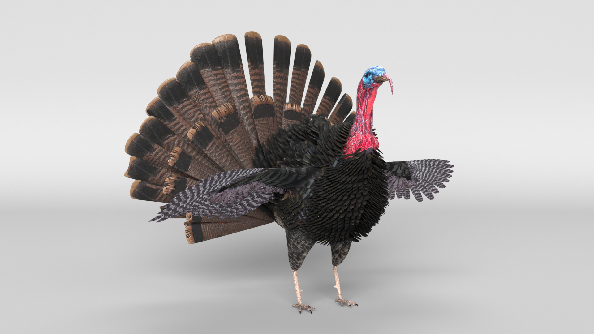 Turkey animal bird 3D model - TurboSquid 1638688