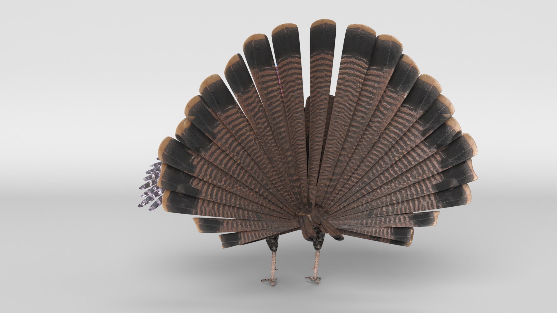 Turkey animal bird 3D model - TurboSquid 1638688