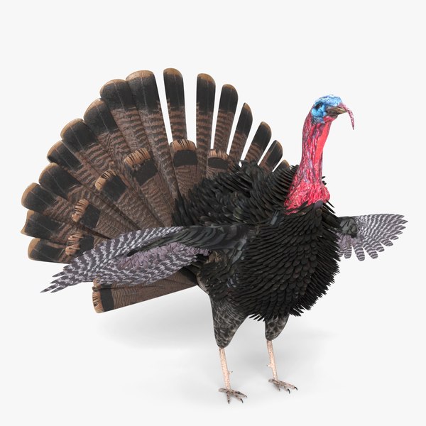 3D Turkey Models | TurboSquid