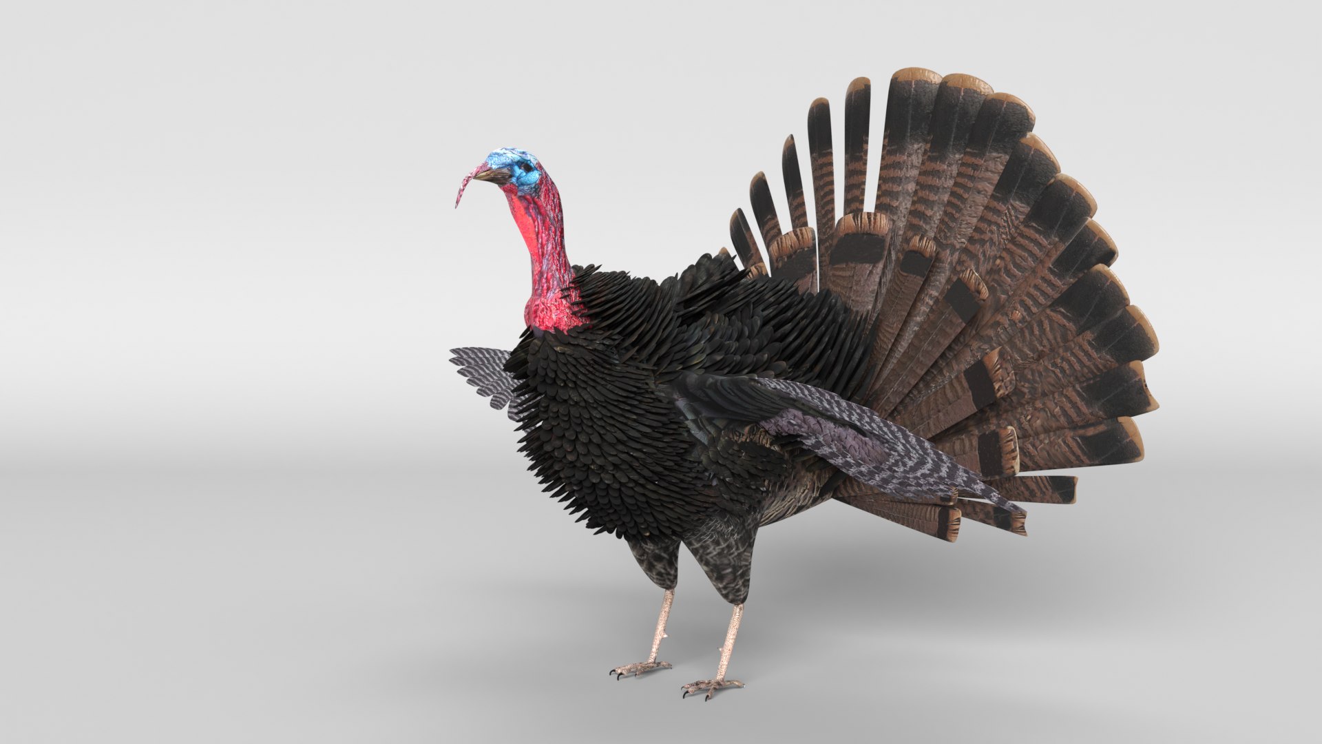 Turkey animal bird 3D model - TurboSquid 1638688