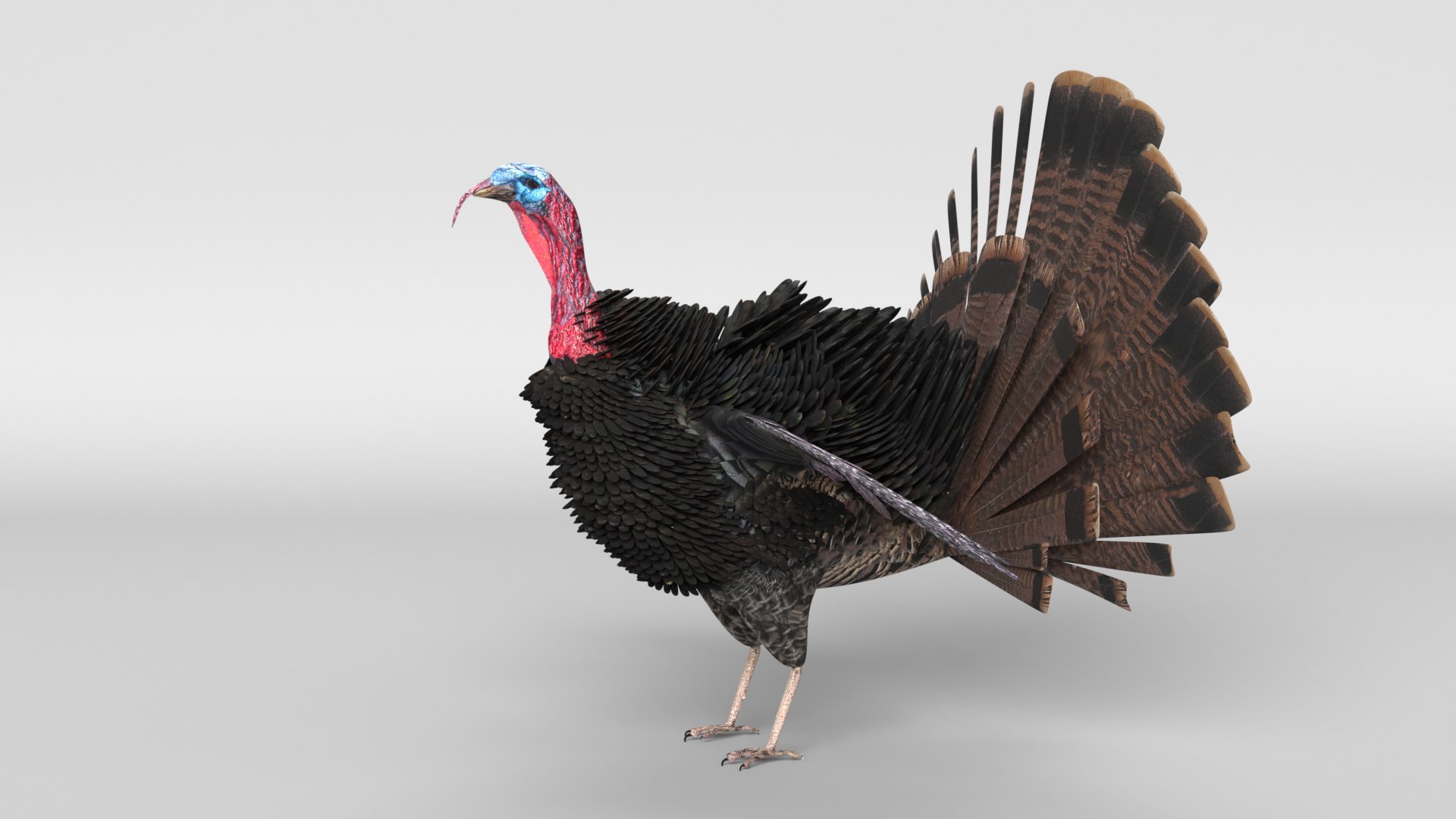 Turkey animal bird 3D model - TurboSquid 1638688
