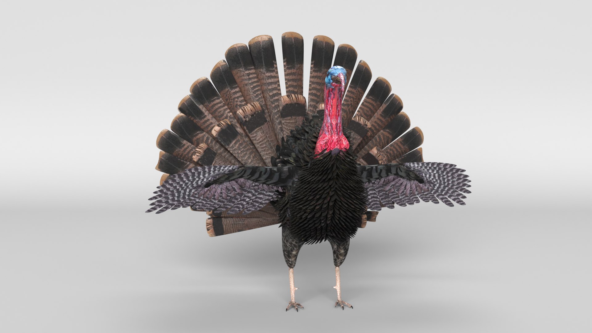 Turkey animal bird 3D model - TurboSquid 1638688