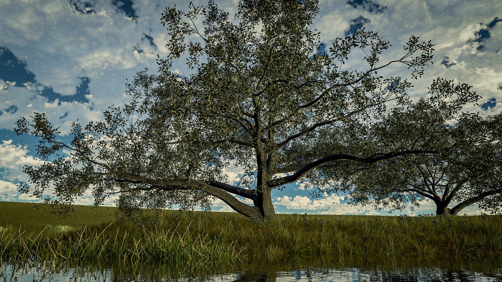 3D model live oak - TurboSquid 1682424