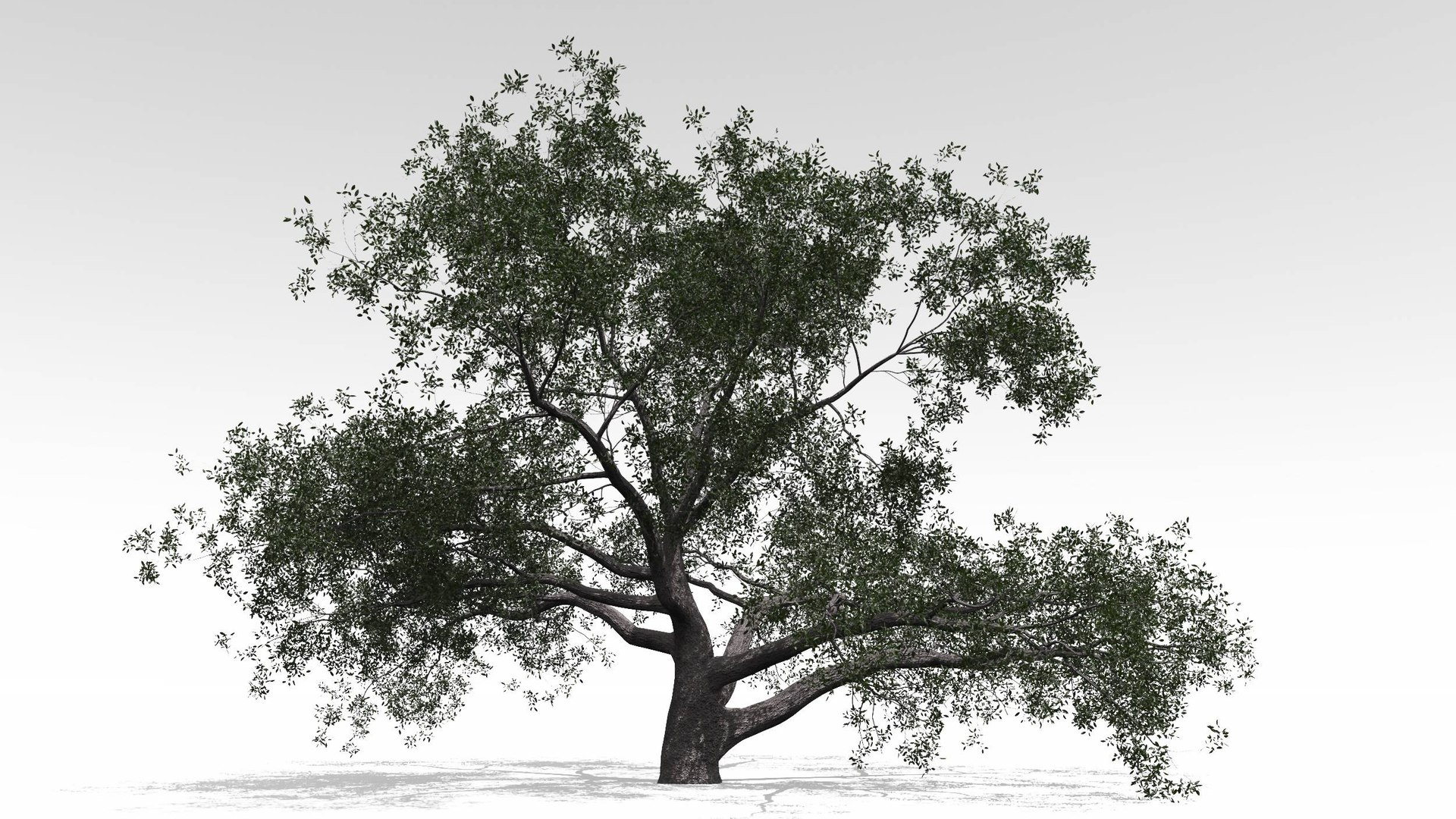3D model live oak - TurboSquid 1682424