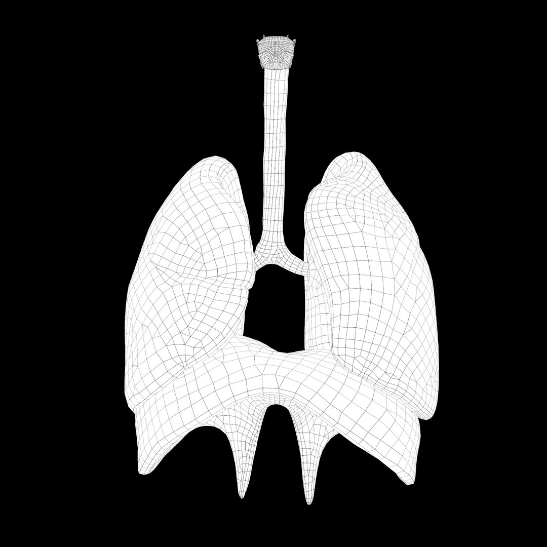 Human Respiratory Lungs 3D Model - TurboSquid 1652891