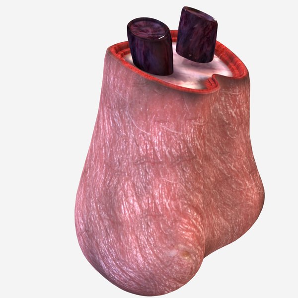 睾丸の解剖学3Dモデル - TurboSquid 1521454