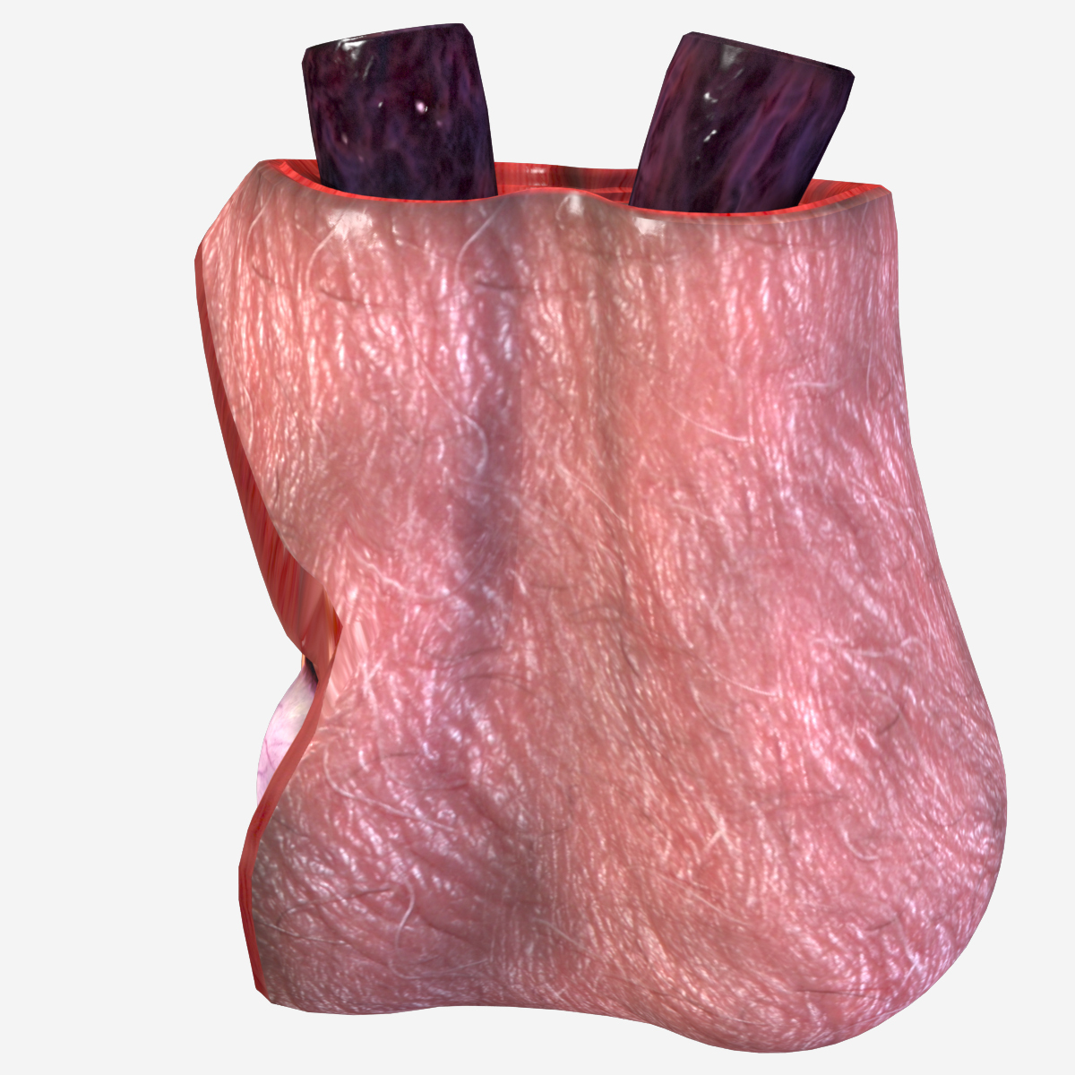 Male testicle anatomy 3D - TurboSquid 1521454