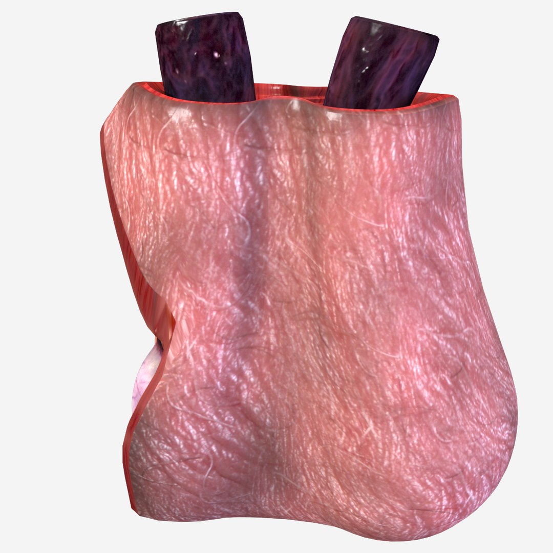 Male Testicle Anatomy 3D - TurboSquid 1521454