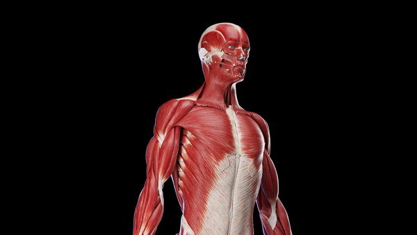 3D Medically Accurate Male Skeleton Ligaments and Muscles - TurboSquid ...