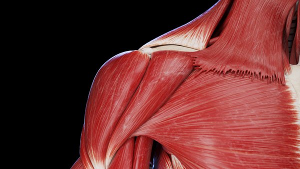 3D Medically Accurate Male Skeleton Ligaments and Muscles - TurboSquid ...