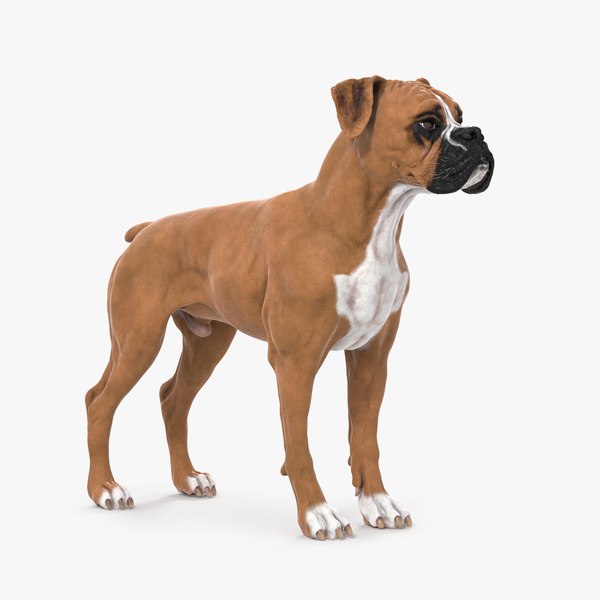 modelo 3d Perro Boxer Texturizado con Pelaje - TurboSquid 2441727