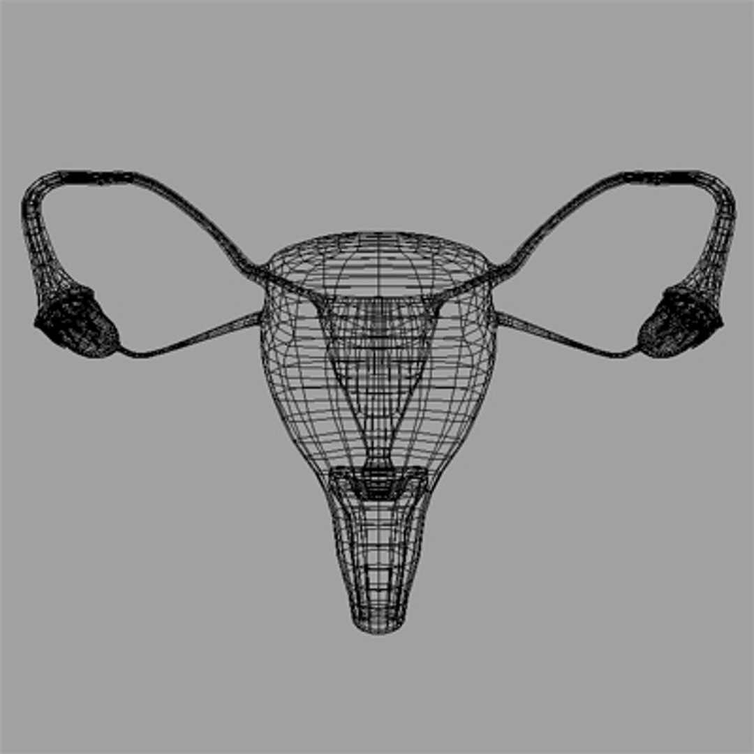Uterus Ovaries 3d Model