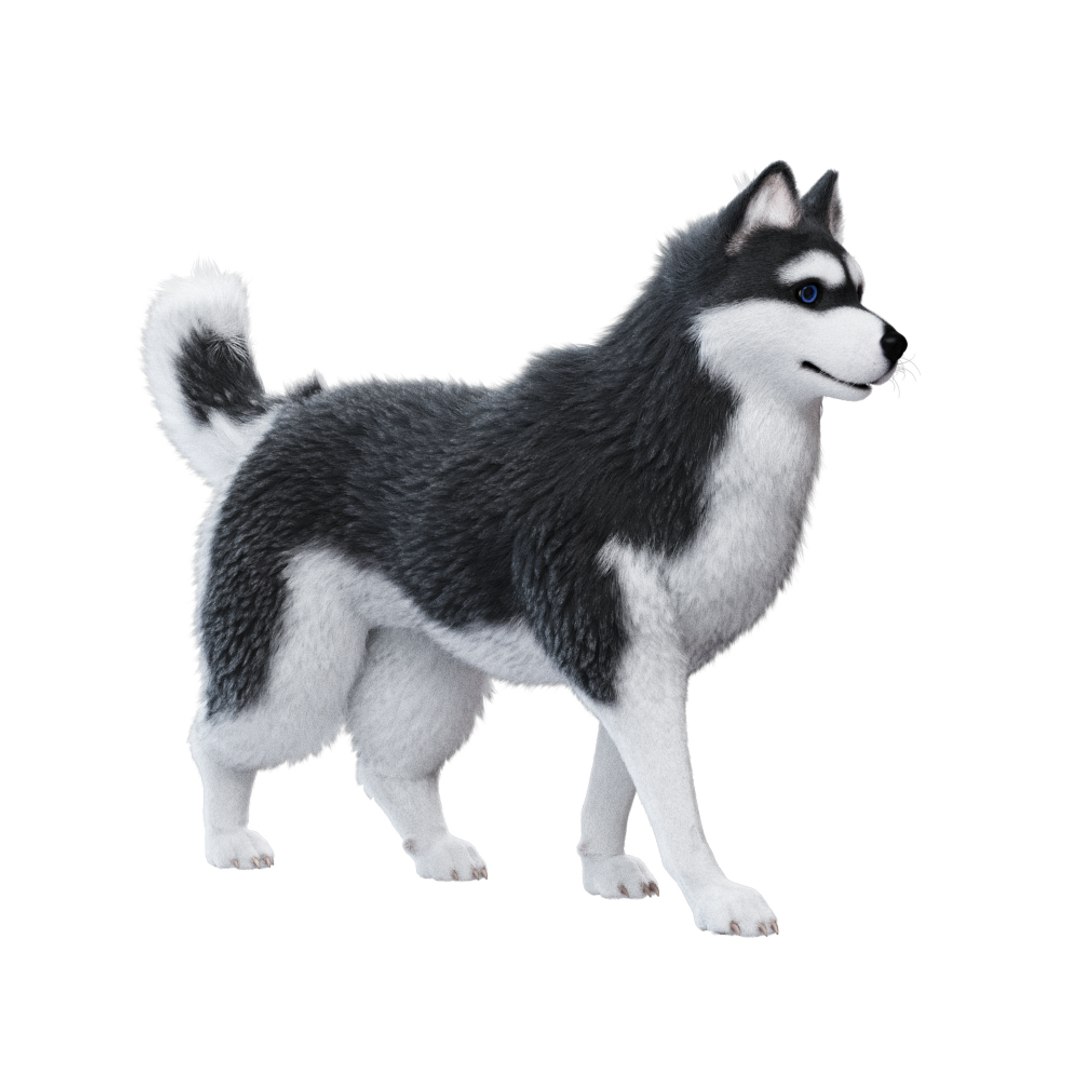 Dog Wool Ornatrix 3D Model - TurboSquid 1508728