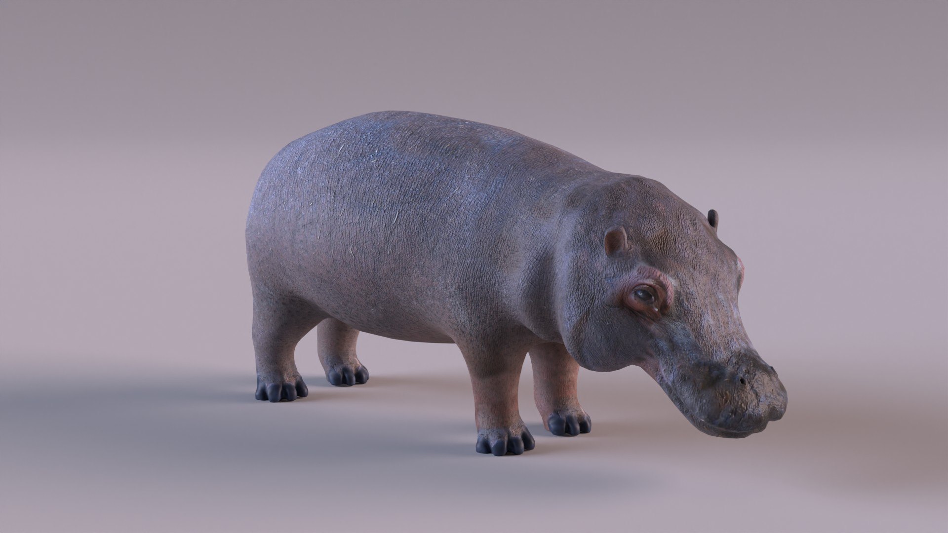 3d Model Hippo Hippopotamus