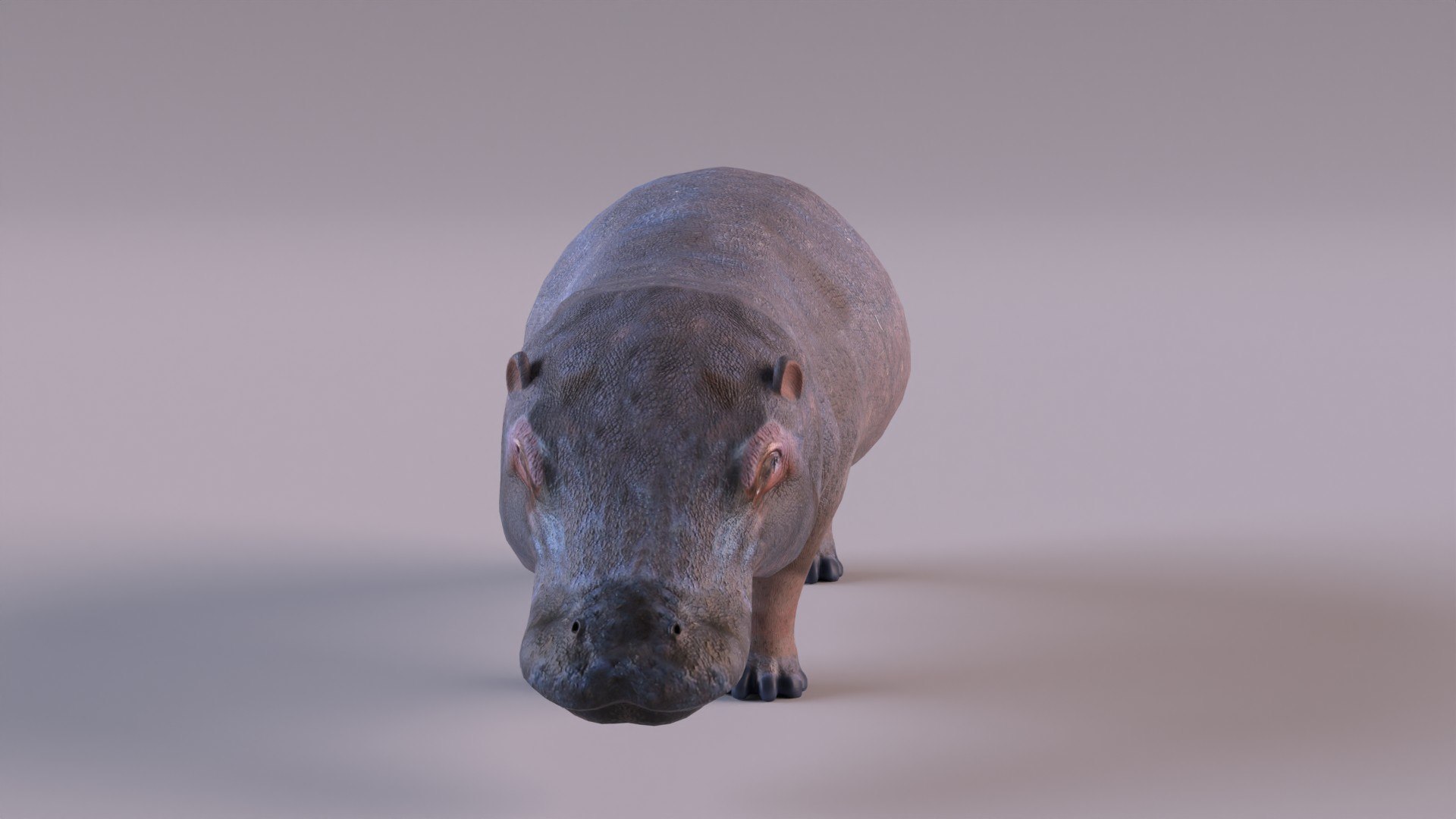 3d Model Hippo Hippopotamus