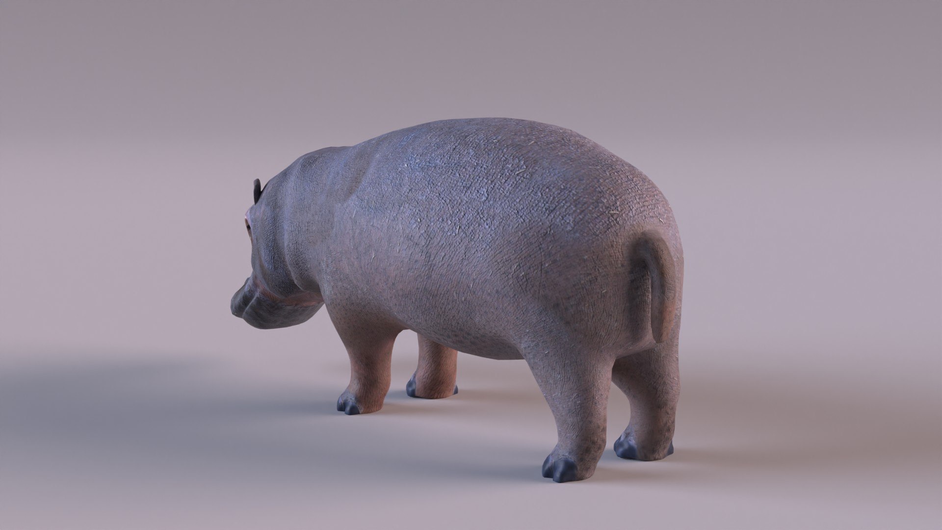 3d Model Hippo Hippopotamus
