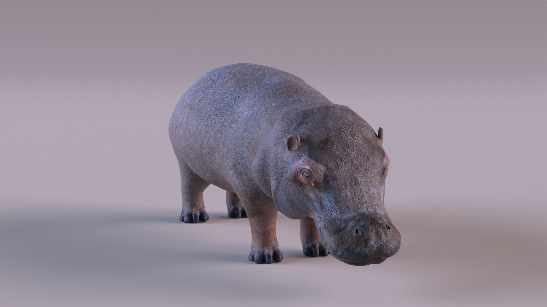 3d Model Hippo Hippopotamus