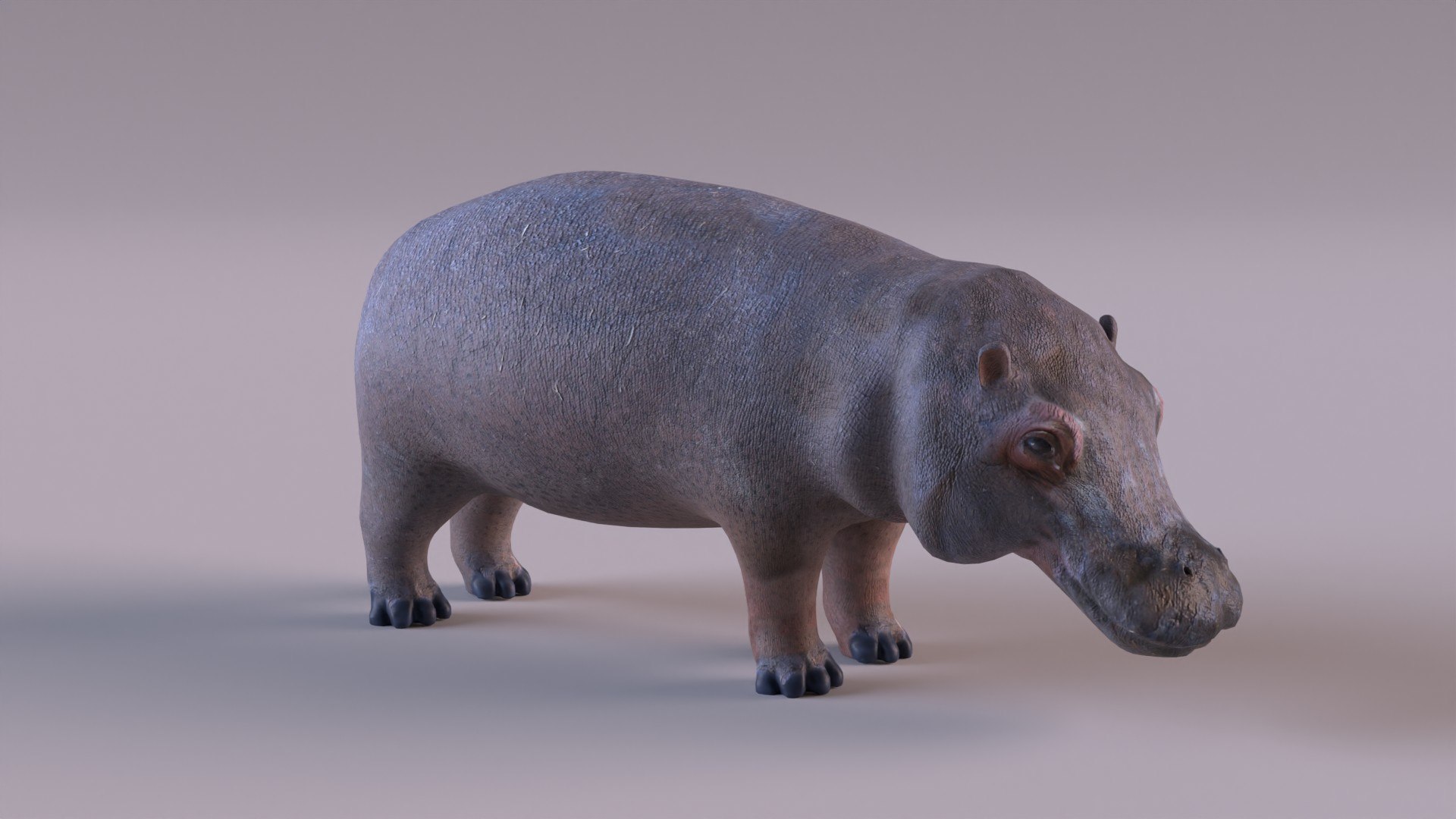 3d Model Hippo Hippopotamus
