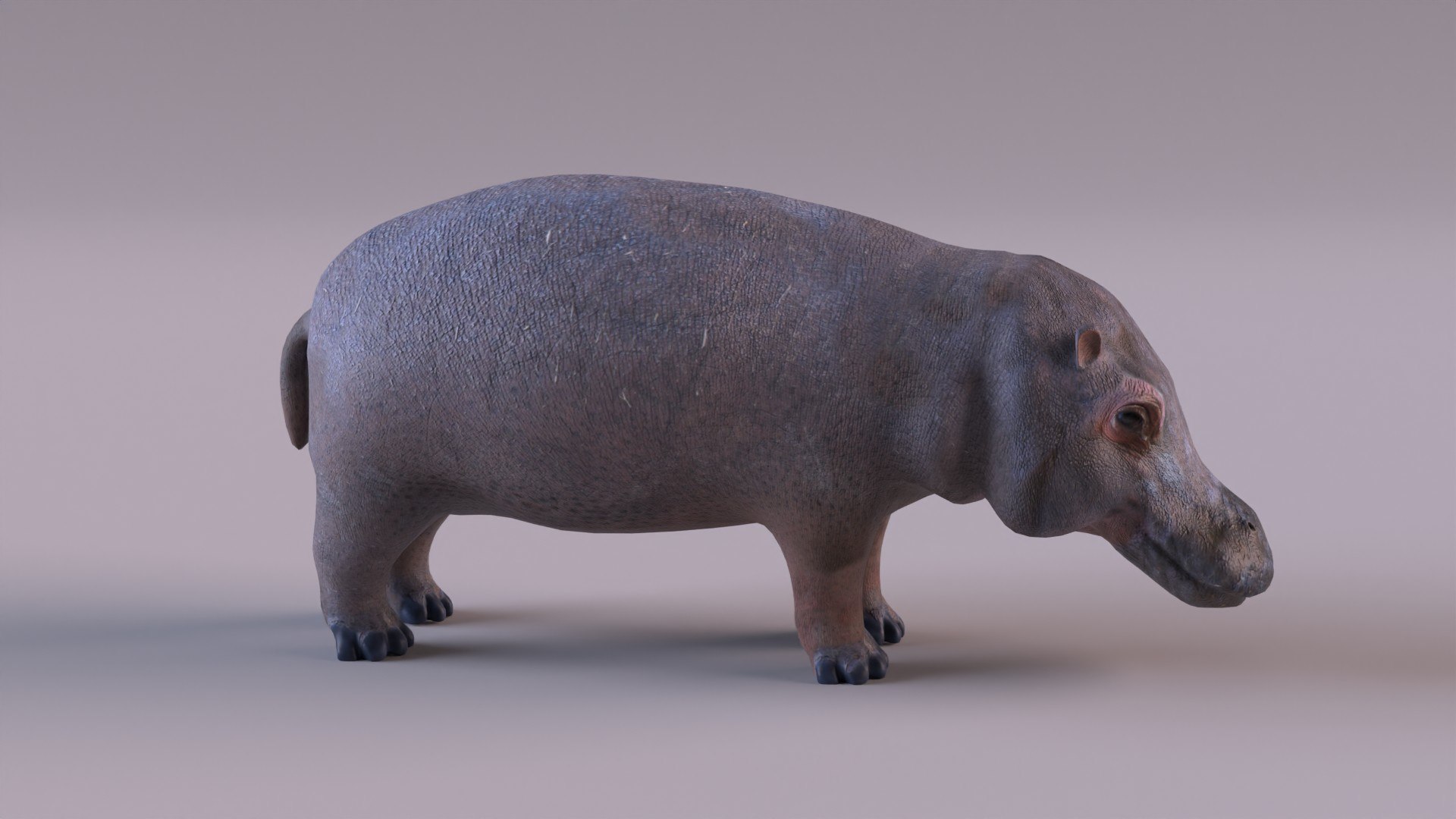 3d Model Hippo Hippopotamus
