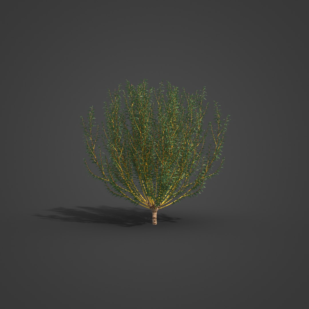 3D 2021 PBR Golden Willow Collection - Salix Alba Vitellina Model - TurboSquid 1751115