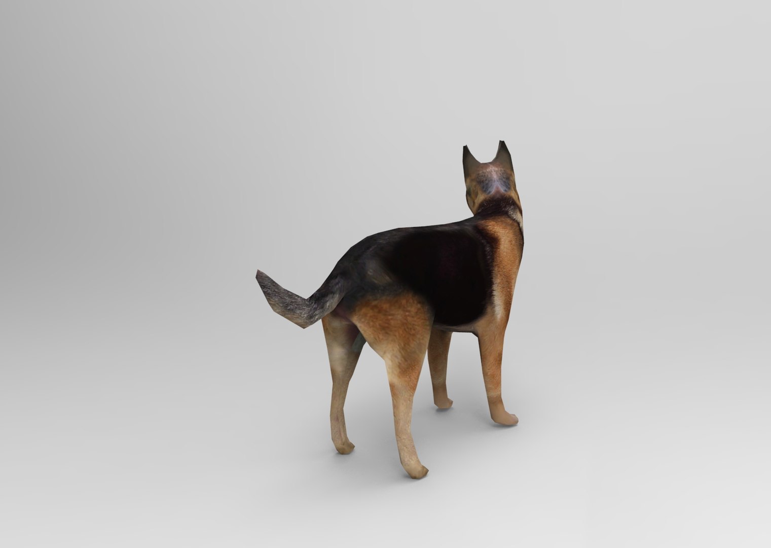 3d german shepherd dog rigged model