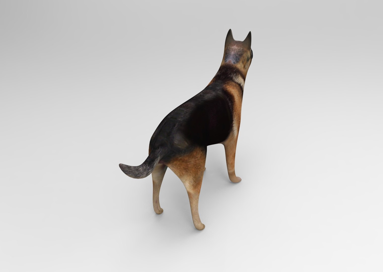 3d german shepherd dog rigged model