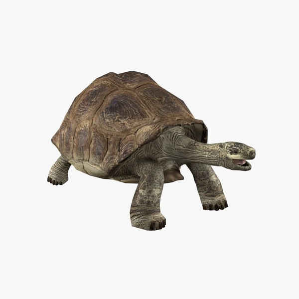 modelo 3d Tortuga RIGGED - TurboSquid 2330434